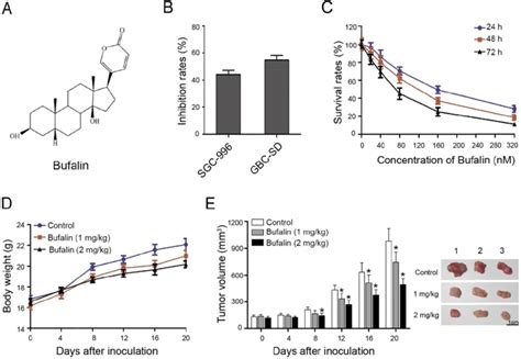 Bufalin Suppressed Xenografted Gallbladder Cancer Growth In Vivo A