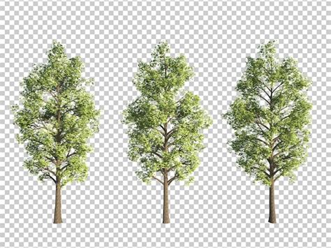 premium psd 3d rendering tree isolated cut background