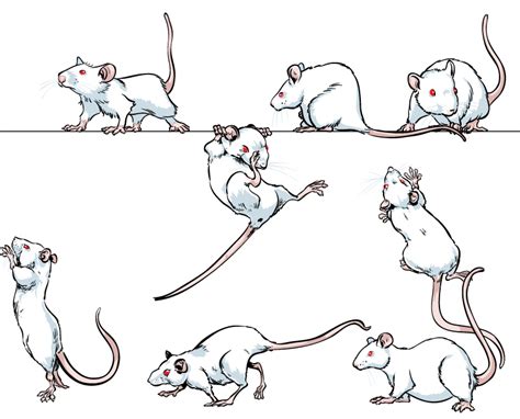 Lab Mouse Drawing At Getdrawings Free Download