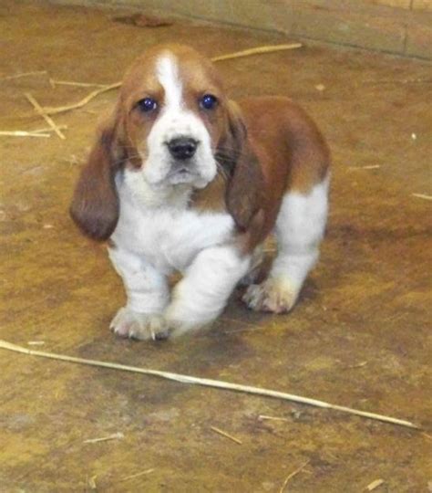 Corgi Basset Hound Puppies