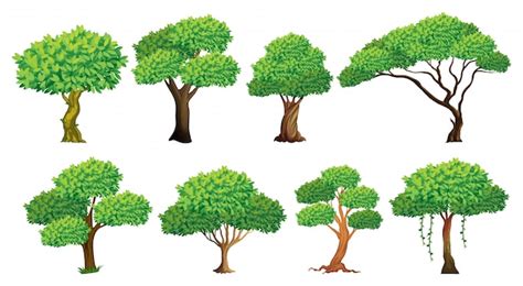 Premium Vector Illustration Of A Set Of Many Trees