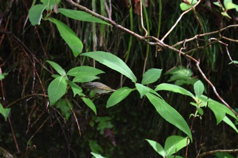 オオルリ初認 冬鳥夏鳥の交錯 市原市内 ぶらぶら自然散歩2 楽天ブログ