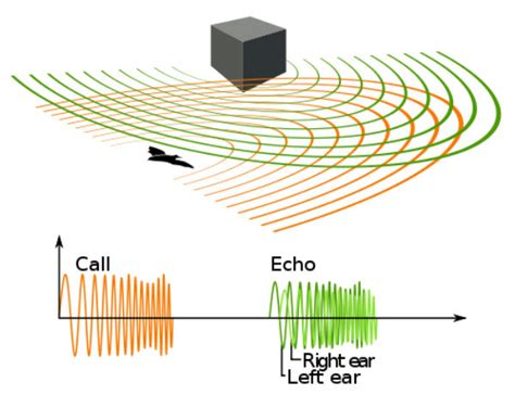 A Californian Blind Man Uses Echolocation To Ride A Bike