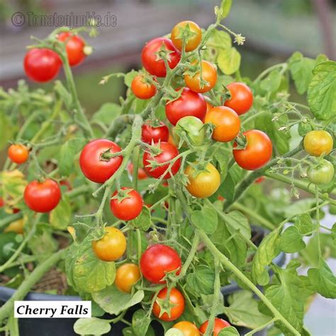 Cherry Falls • Sortenbeschreibung