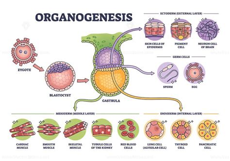 Organogenesis Phase Stages Of Embryonic Development Process Outline Diagram Vectormine