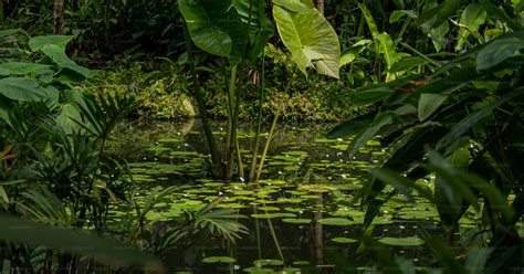 나무가 가득한 무성한 녹색 숲 사진 Unsplash의 싱가포르 이미지