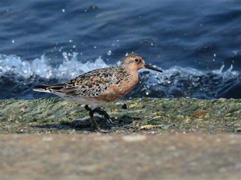 コオバシギの夏羽 その2 新潟の野鳥フィールドノート