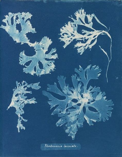 Cyanotypes Of British Algae By Anna Atkins 1843 The Public Domain