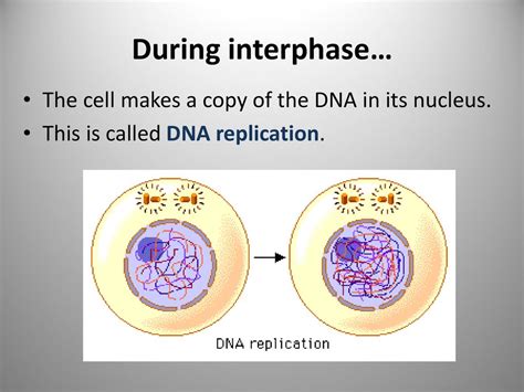 Mitosis Ppt Download
