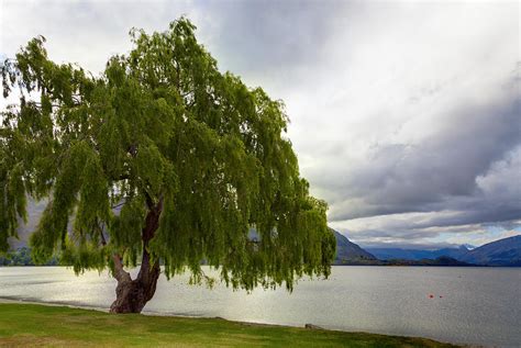 Lakeside Tree Photograph By Alexey Stiop Fine Art America