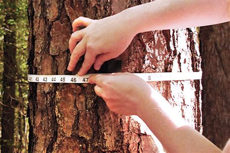 How To Apply A Systemic Insecticide Root Drench