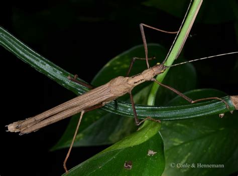 Pseudophasma Acanthonotus Phasmatodea
