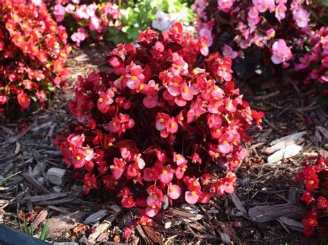 Wax Begonia Care Begonia Semperflorens Smart Garden Guide