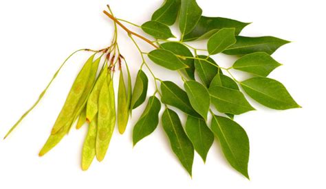 Sheesham Tree Know Facts Maintenance And Benefits