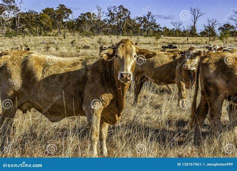 Herd Of Curious Young Charolais Cross Brahman Cattle Stock Image Image Of Breed Brahman