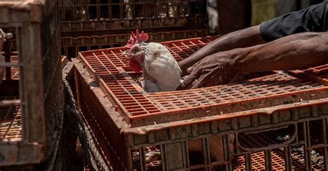 Is Avian Flu Already Endemic Heres What Scientists Know