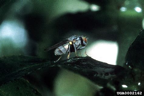 Leaf Mining Shore Flies Genus Hydrellia
