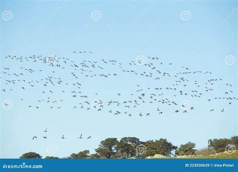 Migration Of Flock Of Cranes In The Sky Stock Image