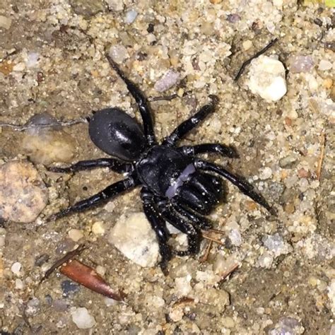 33 Types Of Black Spiders Identification Guide
