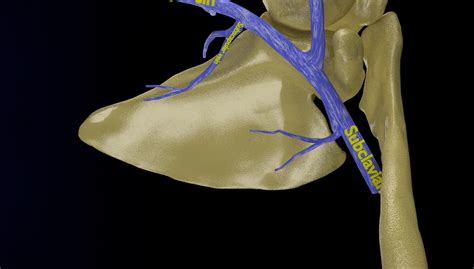 Venous Drainage Upper Limb Vein 3d Model Superhive Formerly Blender