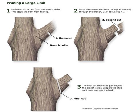City Of Dallas Forestry Pruning