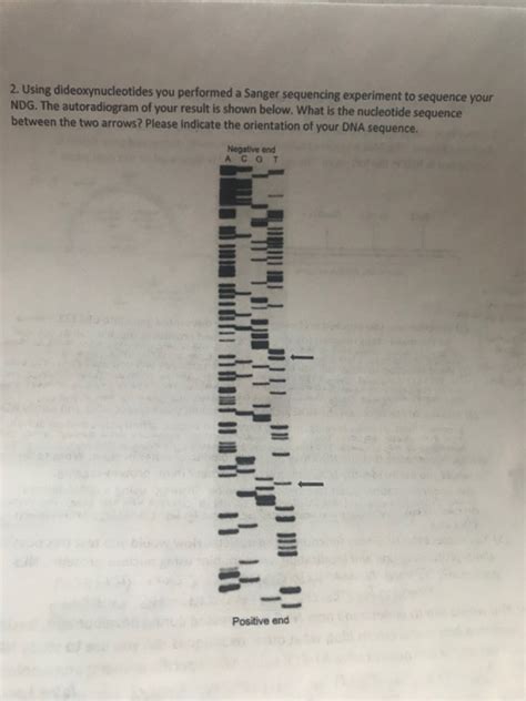 Solved 2 Using Dideoxynucleotides You Performed A Sanger