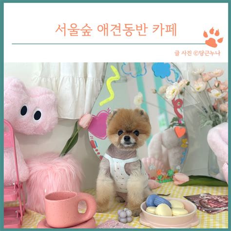 서울숲 애견동반 카페 성수 구욱희씨 디저트 많네 네이버 블로그