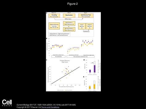 Memory Reactivation Enables Long Term Prevention Of Interference Ppt