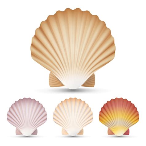 Premium Vector Scallop Seashell Set