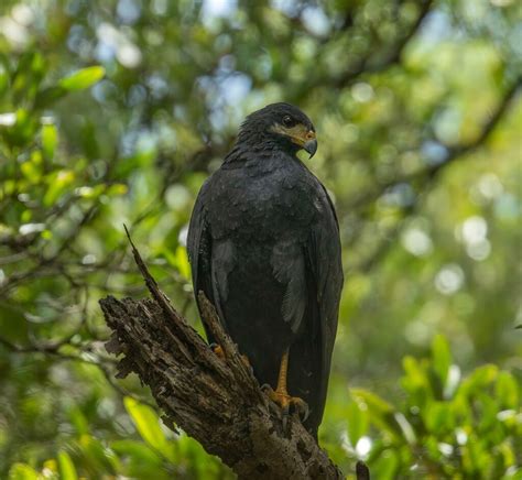 12 Birds Of Prey In North America With Pictures 2026