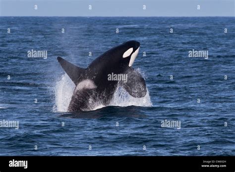 Transient Killer Whale Orca Orcinus Orca Large Adult Male Breaching
