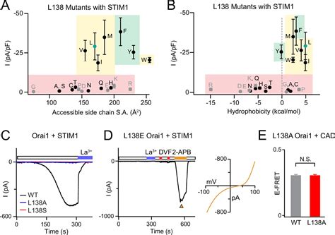Figures And Data In A Pathogenic Human Orai Mutation Unmasks Stim Independent Rapid