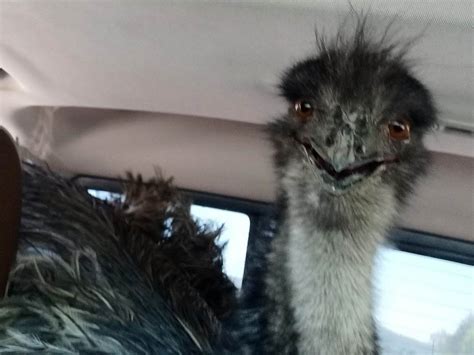Escaped Emu Takes Owner And Police On 20 Mile Chase In Tennessee Abc News
