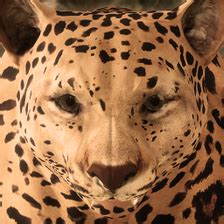 Android 용 Ultimate Leopard Simulator APK 다운로드