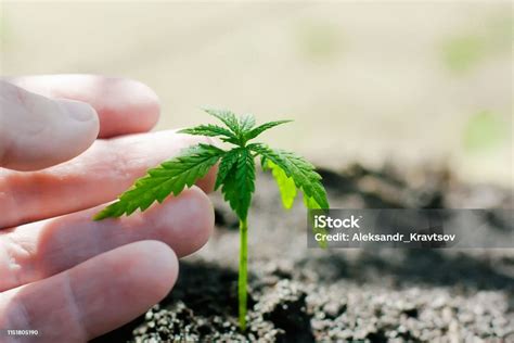 대 마 콩나물 성장 농부 들은 마리화나 묘 목을 심기 대마초 종묘 야외 손 근접 촬영 Mental Wellbeing에 대한 스톡