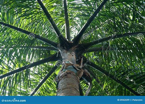 Palm Tree Crown Stock Image Image Of Trunk Green Exidermis 8942699