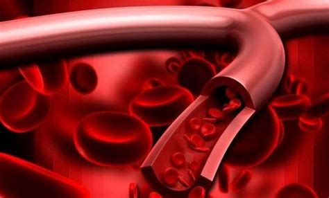 人体内的血管各有哪些功能？各种血管的结构与他们的功能相适应吗 百度经验