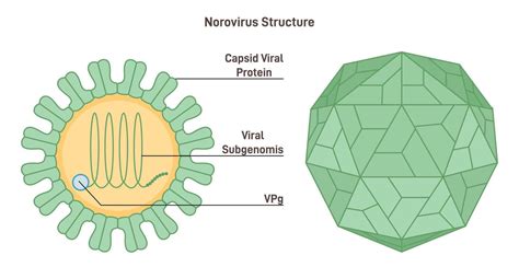 Norovirus Strucutre Microscopic Model Of Winter Vomiting Disease