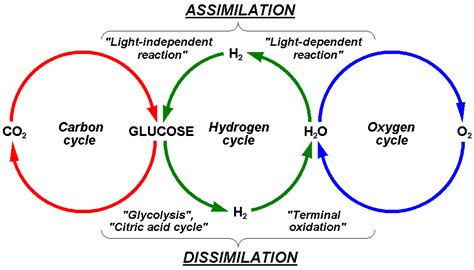 Oxygen Cycle Meaning Steps And Diagram With Images And Faqs
