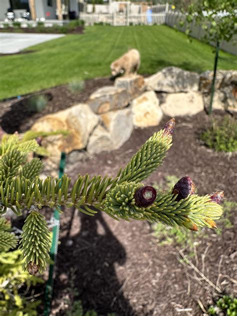 Spruce Tree Disease On New Growth Rarborists