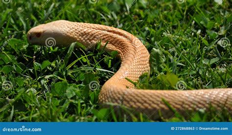 Monocled Cobra Naja Kaouthia Stock Image Image Of Reptiles Serpent