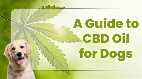 A Guide To Cbd Oil For Dogs