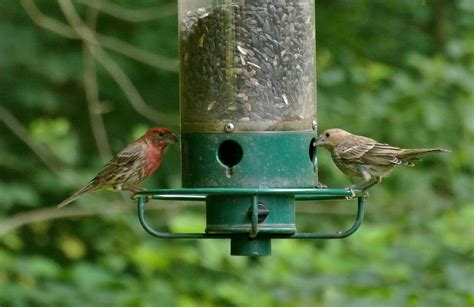 New Hampshire State Bird Bird Watching Academy