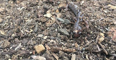 Eastern Red Backed Salamander Album On Imgur