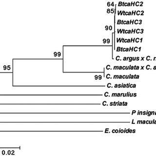 Molecular Phylogenetic Tree Constructed By NJ Method Based On Cyt B