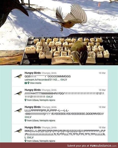 Birds Typing Funsubstance