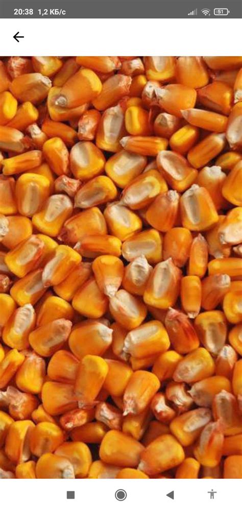 Продам зерно кукурузы 4 Лея кг