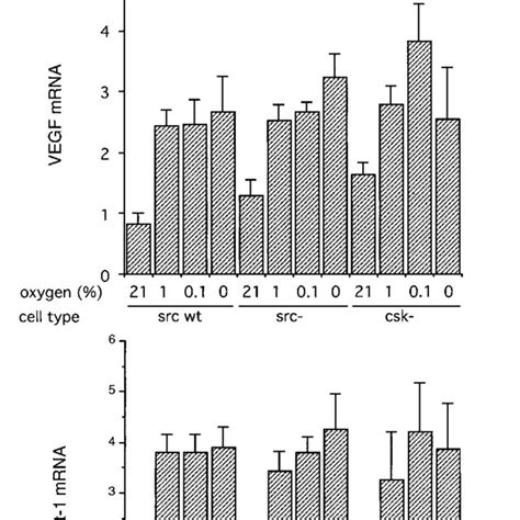 A Src Kinase Activity In Fibroblasts Derived From Mice Defi Download Scientific Diagram