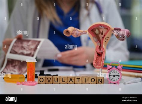 A Comprehensive Guide To Understanding Ovulation Its Importance And