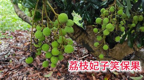 荔枝妃子笑最後一次保果技術分享，殺菌劑不建議打嘧菌酯，可加蕓苔素內酯葉面肥the Last Fruit Preservation